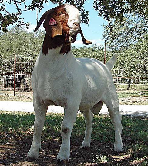 Welcome to Menger Creek Ranch!